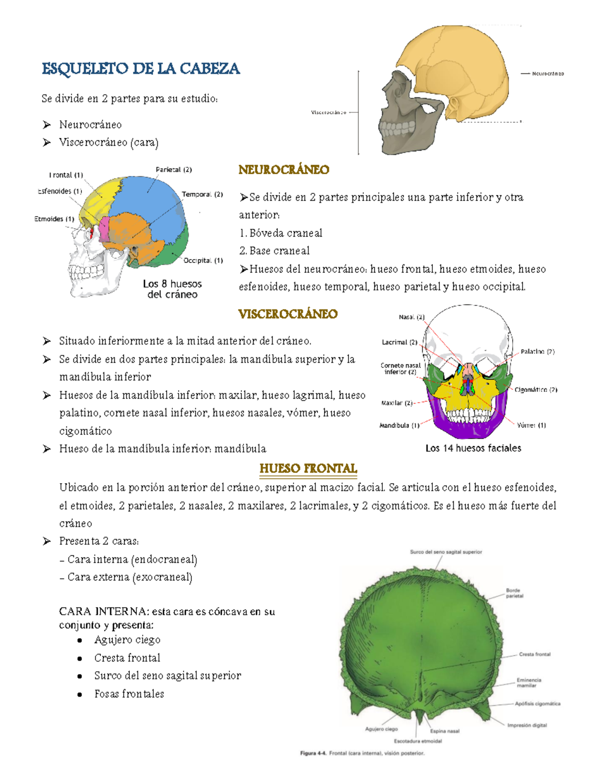 Esqueleto de la cabeza y cuello anatomia semestre II - ESQUELETO DE LA ...