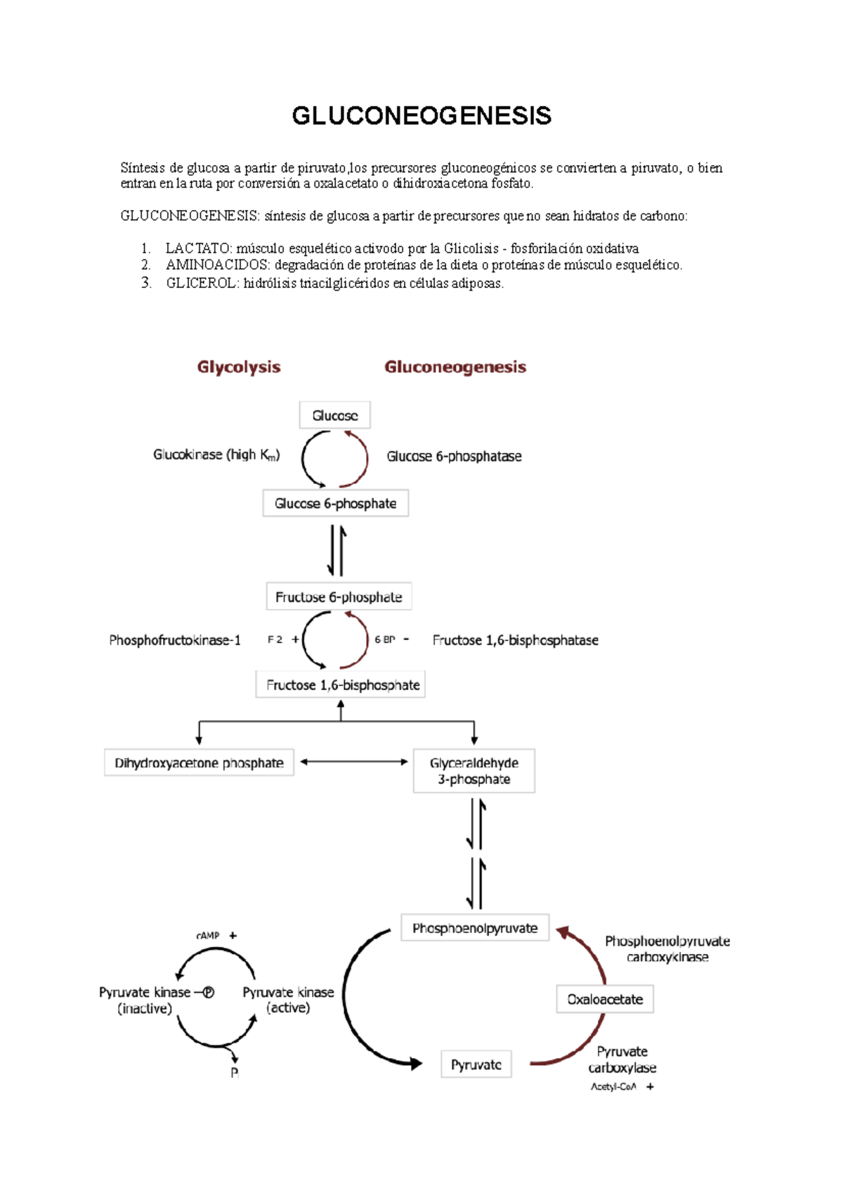 Gluconeogenesis - Glucogenolisis - Glucogenogenesis - GLUCONEOGENESIS ...