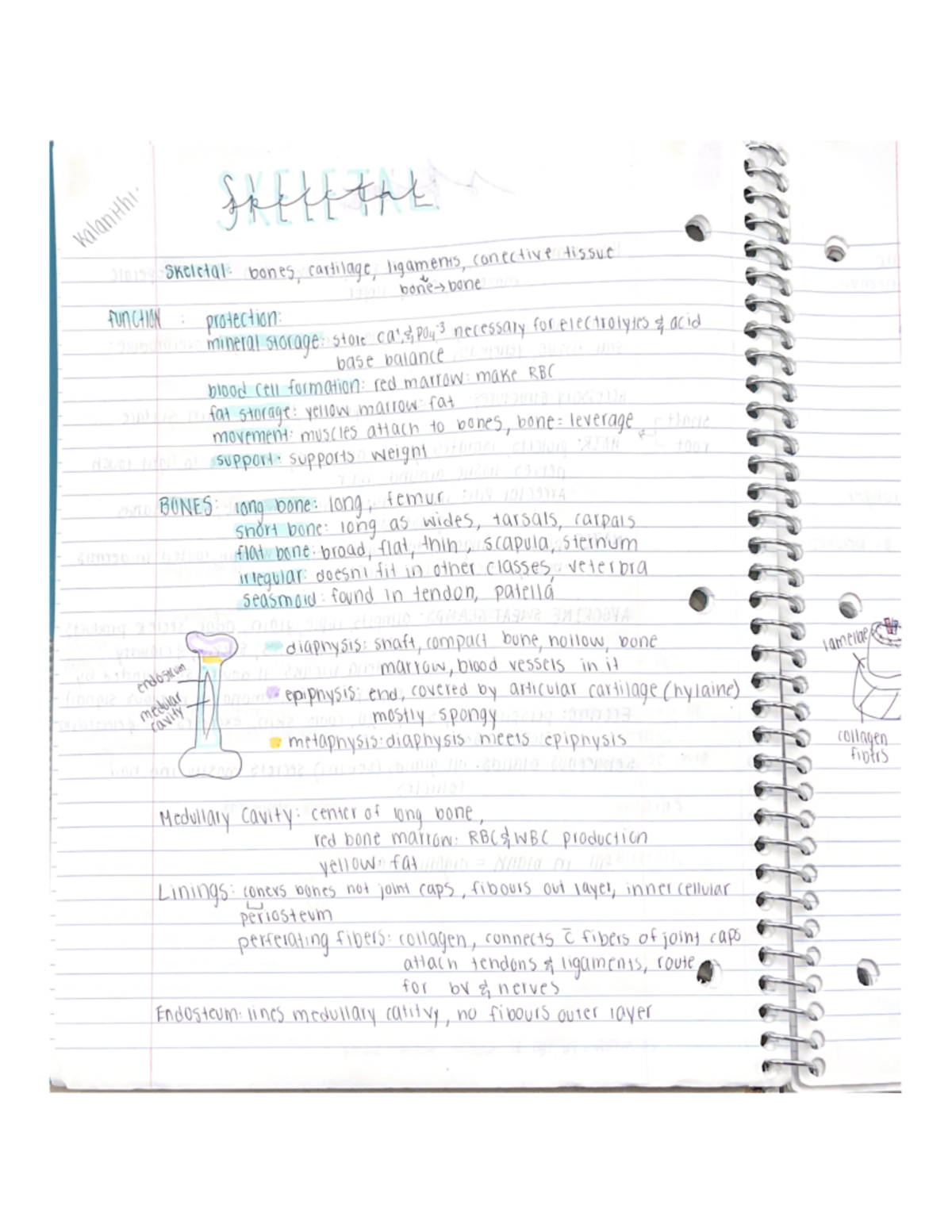 Anatomy (dragged) 18 - stacy ruch - bane SY . i J x ws er e Sain bones ...