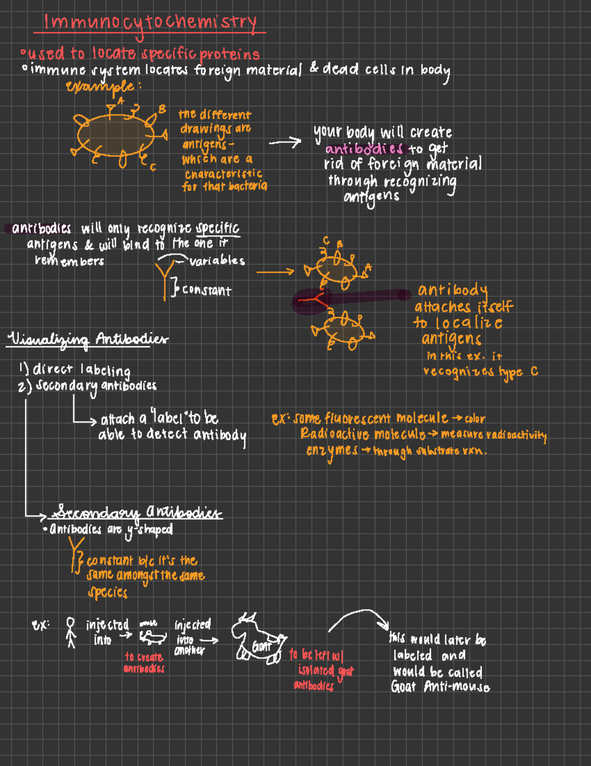 Immunocytochemistry - Immuno cytochemistry 6 used to locate specific ...