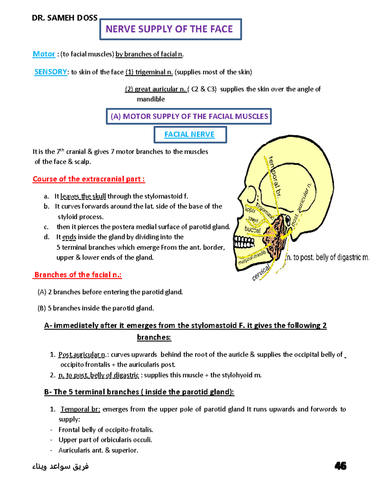 Nerve Supply OF THE FACE - Motor : (to facial muscles) by branches of ...