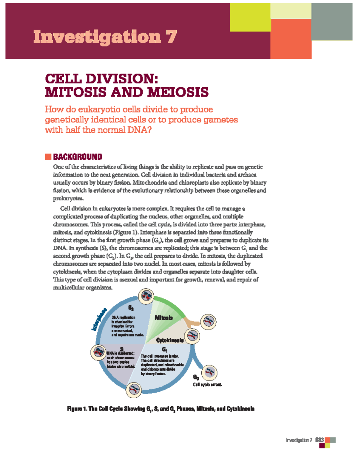 AP+CB+Meiosis-Mitosis+Lab+-+Student+Version - Studocu