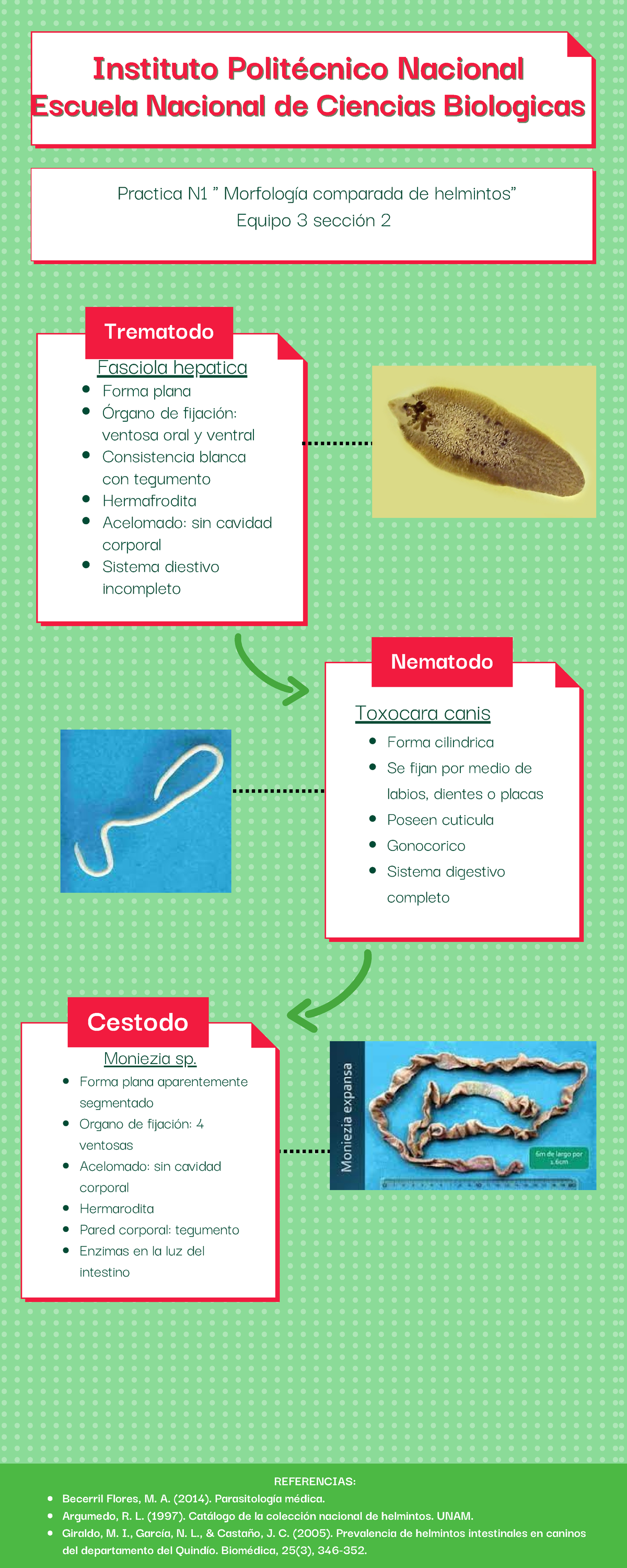 Infografia helmintos - Forma plana Órgano de fijación: ventosa oral y ...