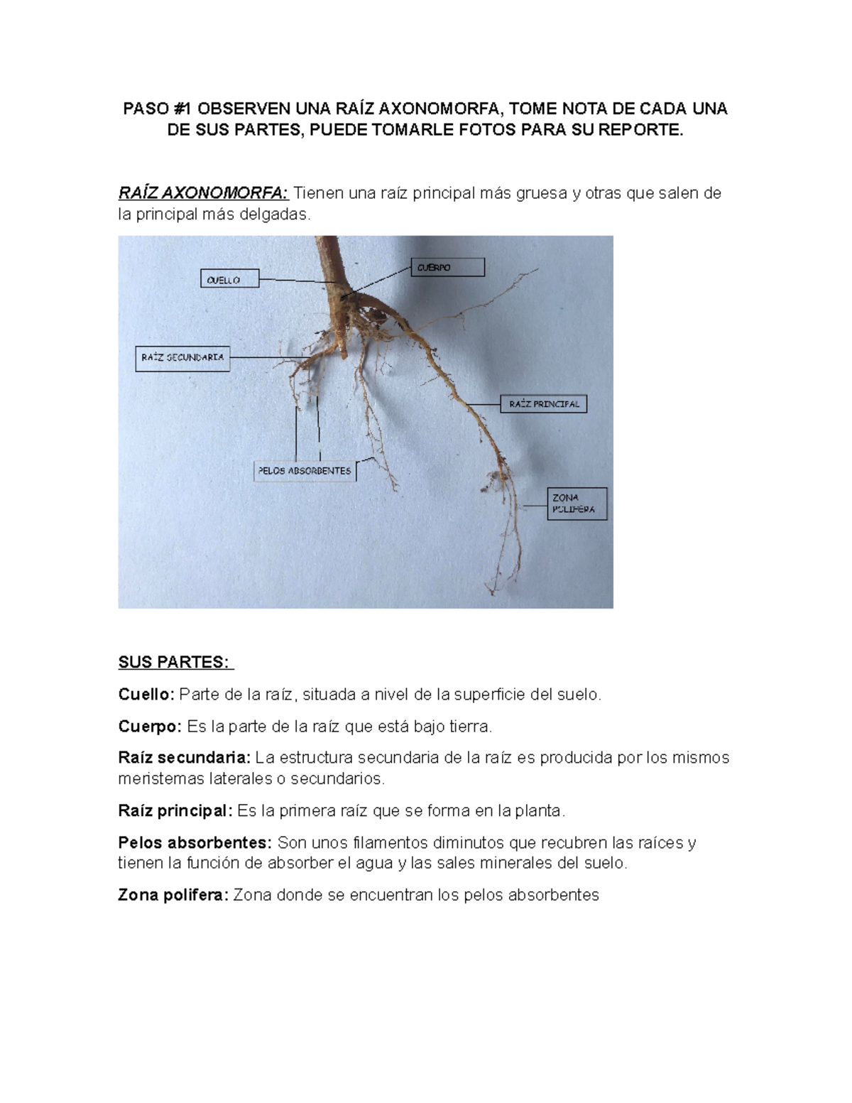 Laboratorio Nuevo - Nota: 10 - PASO #1 OBSERVEN UNA RAÍZ AXONOMORFA ...