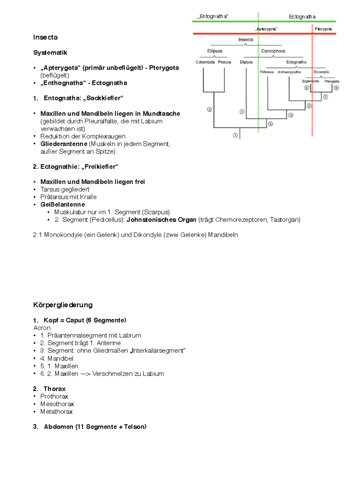 Insecta - Zusammenfassung Zoologie - „Entognatha“ Ectognatha ...