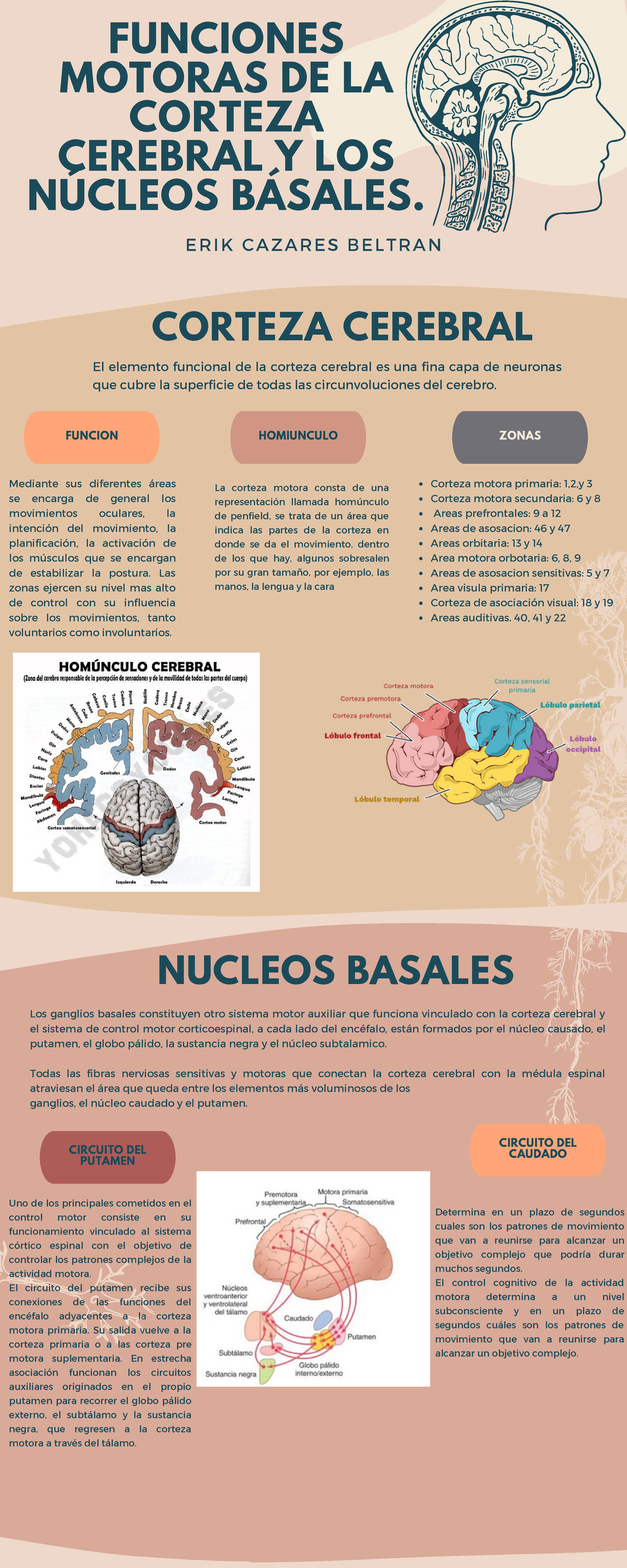 Funciones Motoras De La Corteza Cerebral y Los Núcleos Básales ...