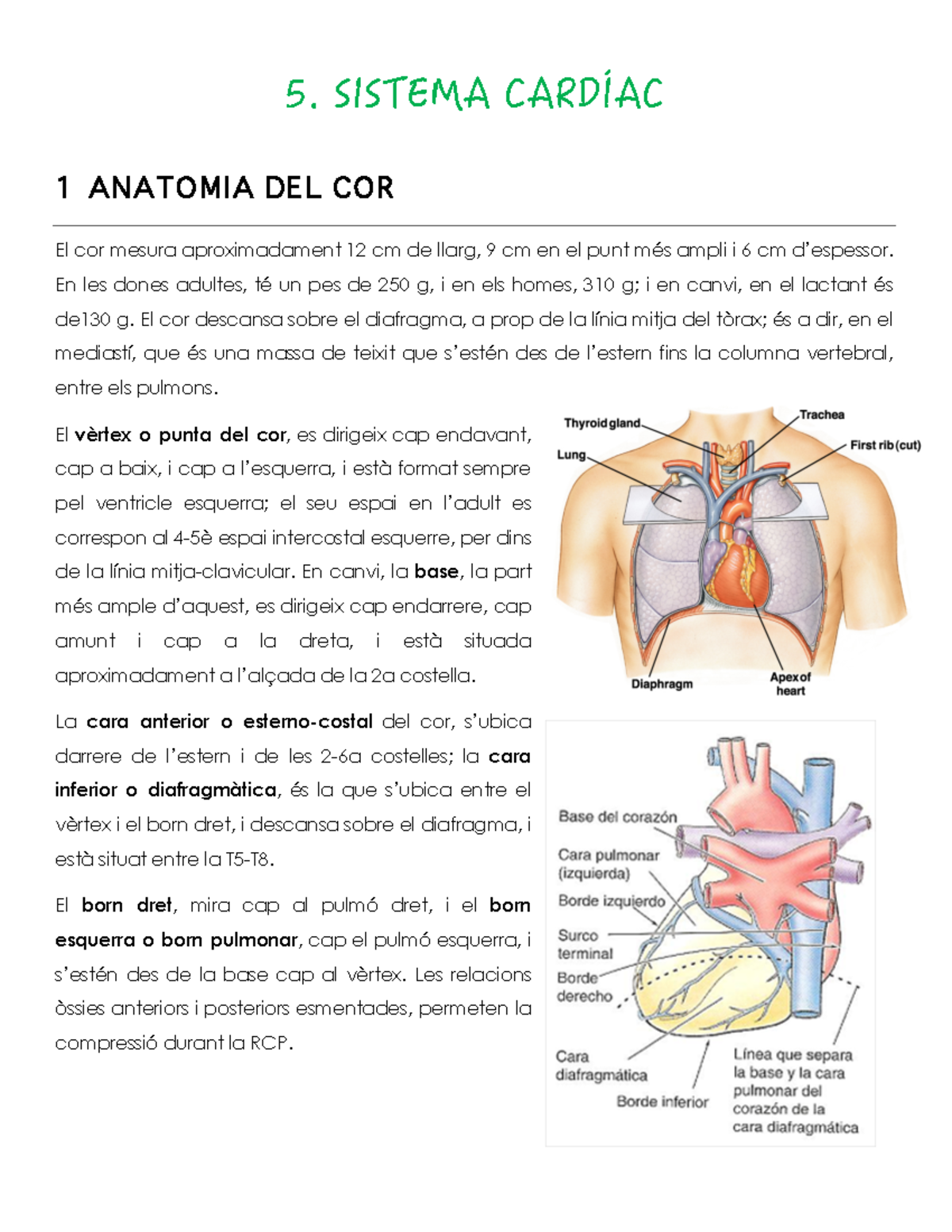 TEMA 5 - CARDIAC - 1 ANATOMIA DEL COR El cor mesura aproximadament 12 ...