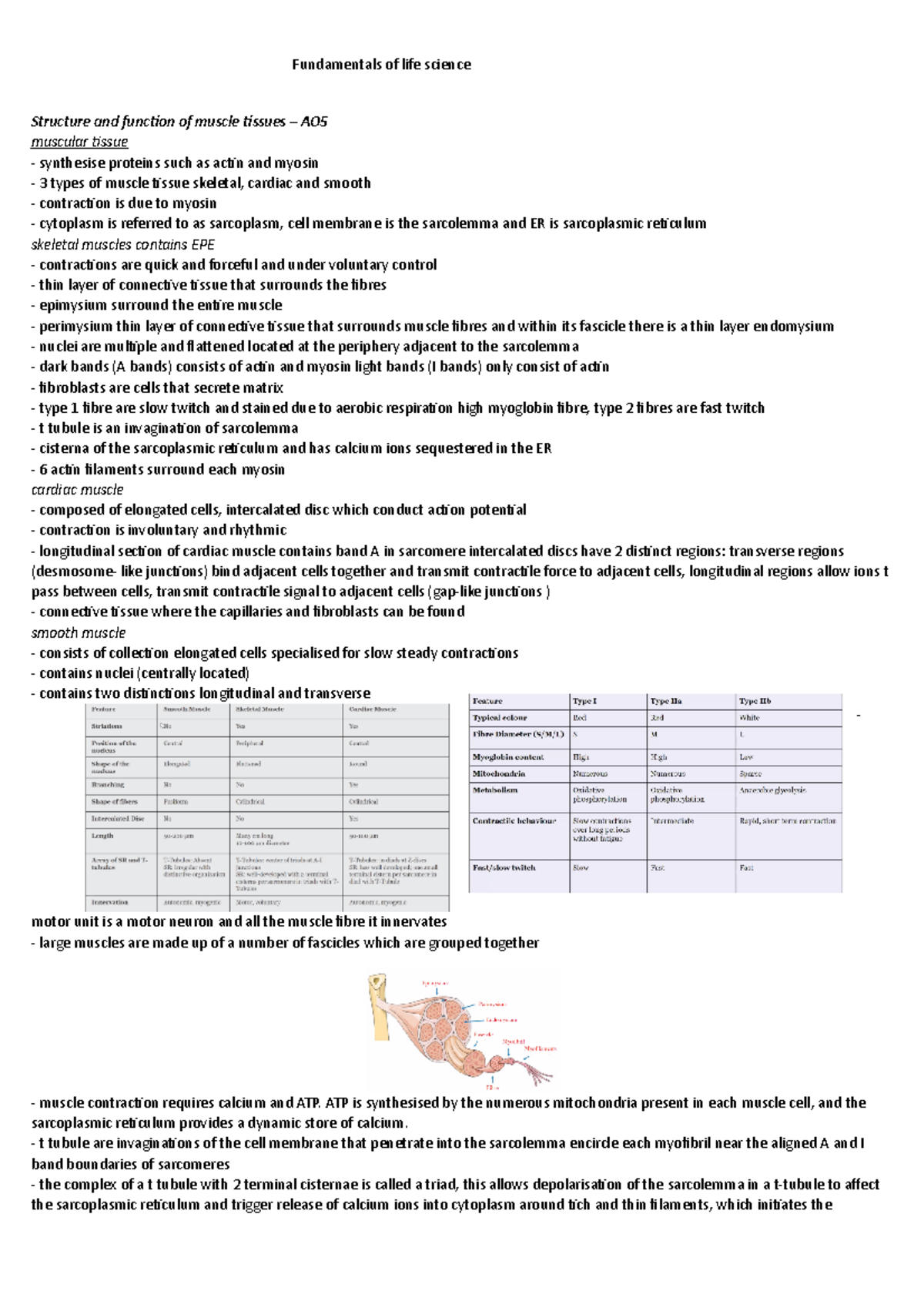 AO5 - Structure and function of muscle tissues - Fundamentals of life ...
