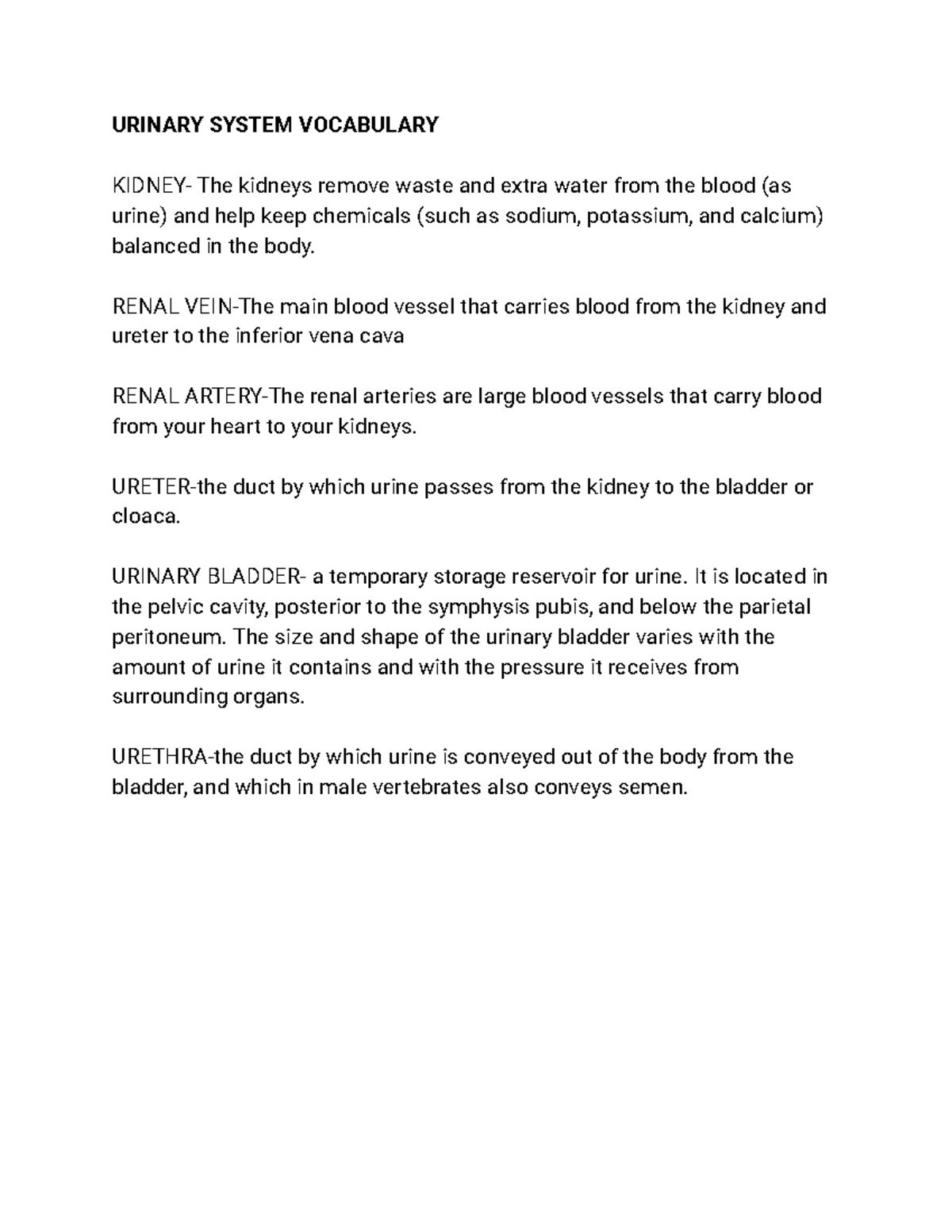 Urinary System Vocabulary - URINARY SYSTEM VOCABULARY KIDNEY- The ...