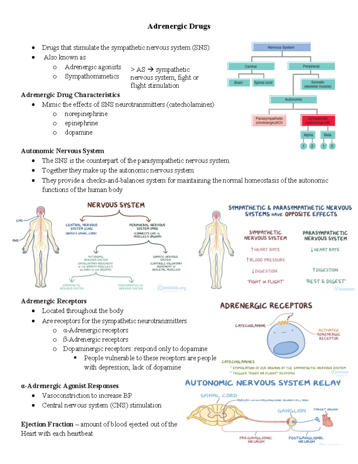 Adrenergic Drugs - Adrenergic Drugs Drugs that stimulate the ...