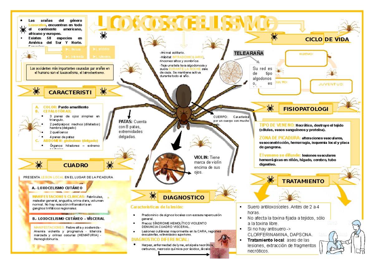 Infografia Loxoscelismo - LOXOSCELISMO HUEVO: Ponen entre 30 y 200 ...