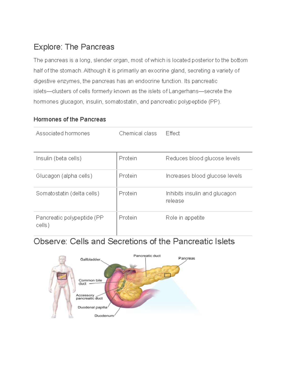The Pancreas - Explore: The Pancreas The pancreas is a long, slender ...
