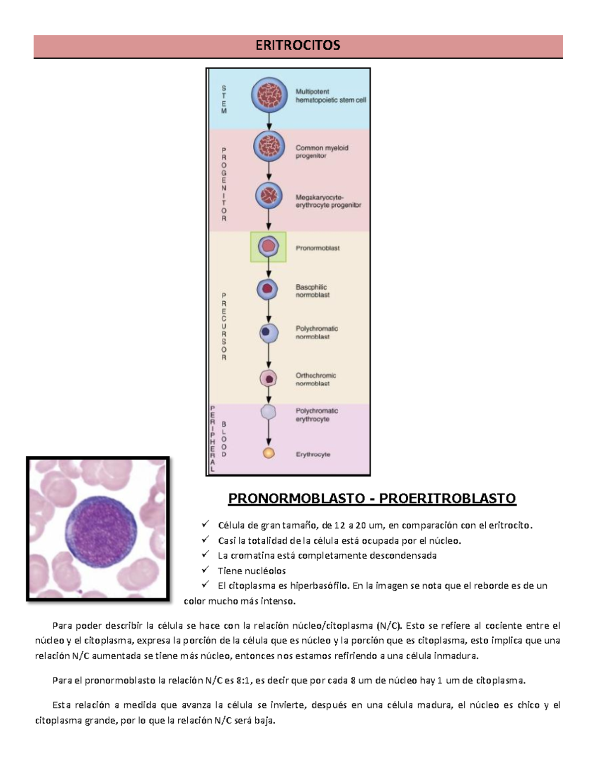 Clase de Eritrocitos - ERITROCITOS PRONORMOBLASTO - PROERITROBLASTO ...