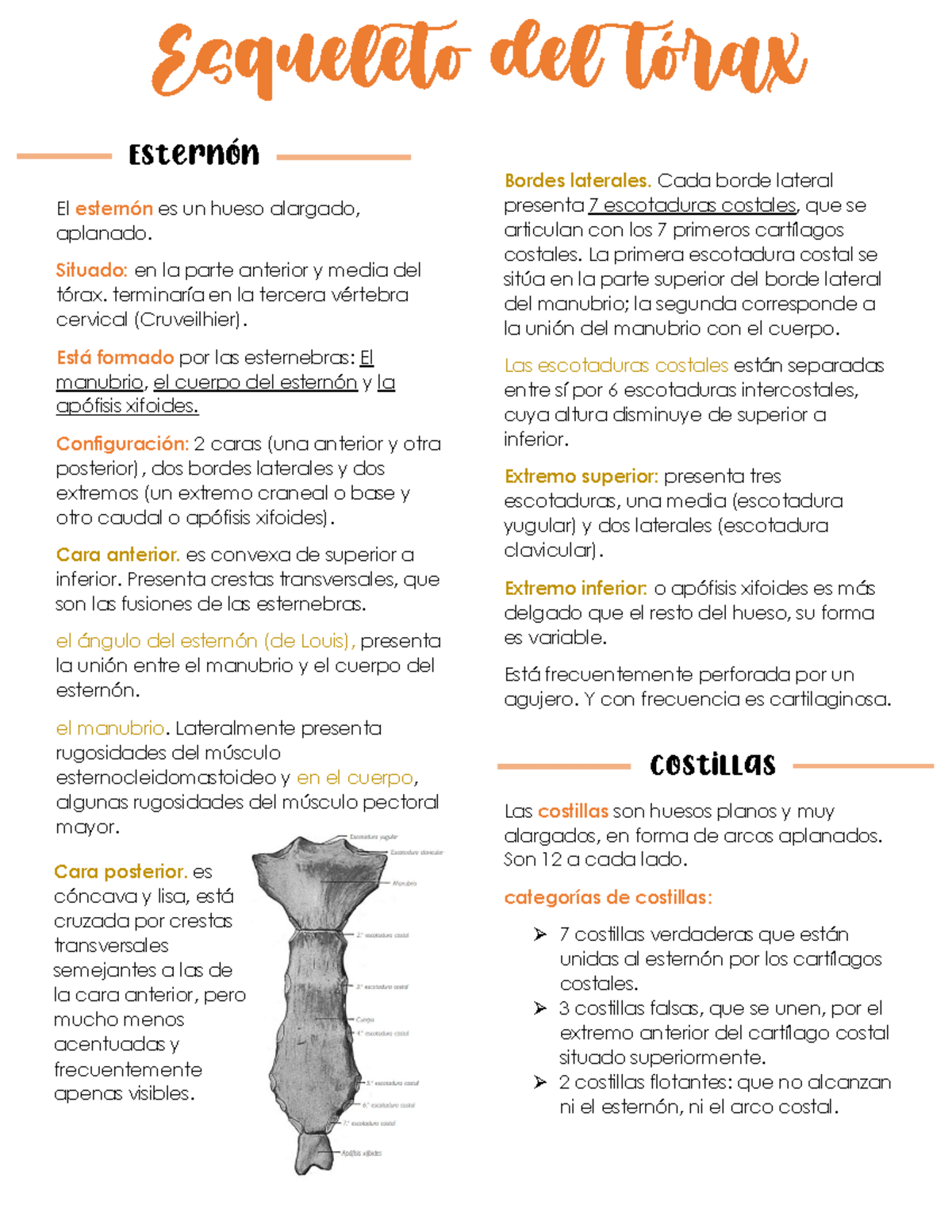 Esqueleto del torax - Repaso - Esqueleto del tórax Cara posterior. es ...