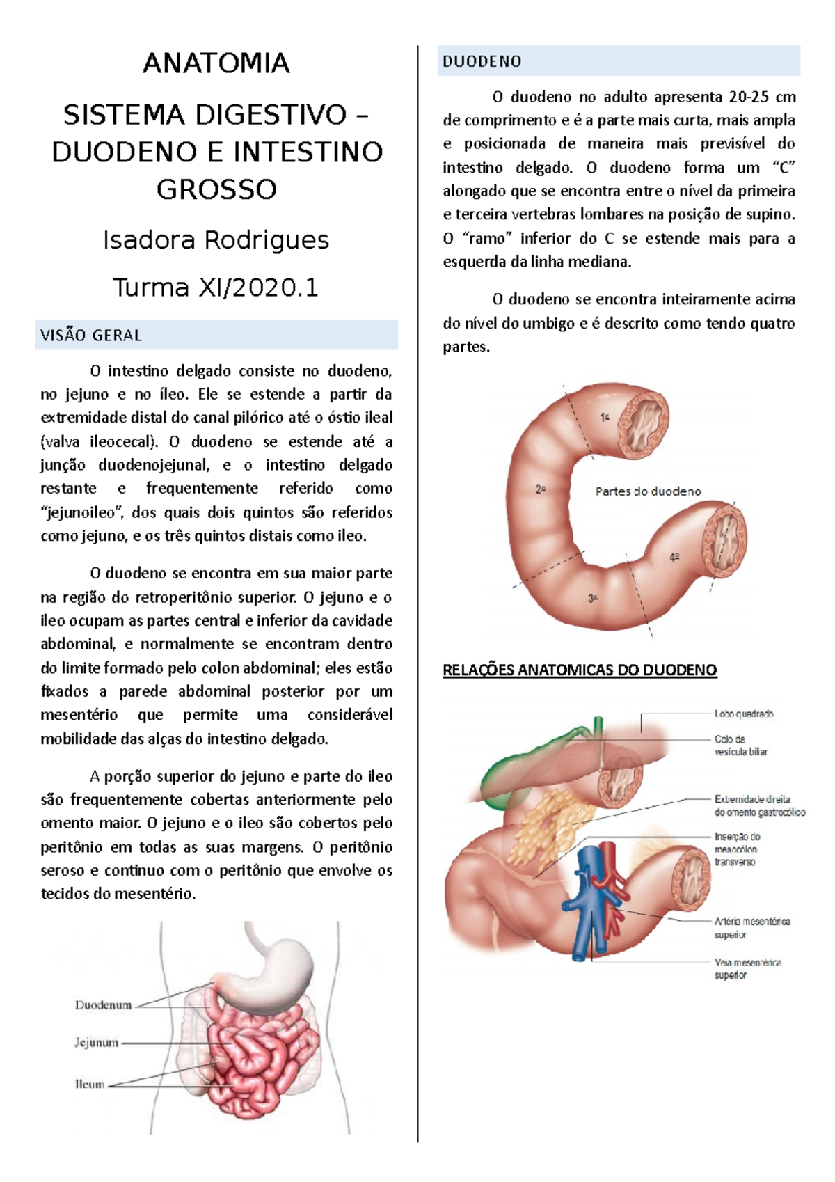 Duodeno, Jejuno ÍLEO E INT Grosso - ANATOMIA SISTEMA DIGESTIVO ...