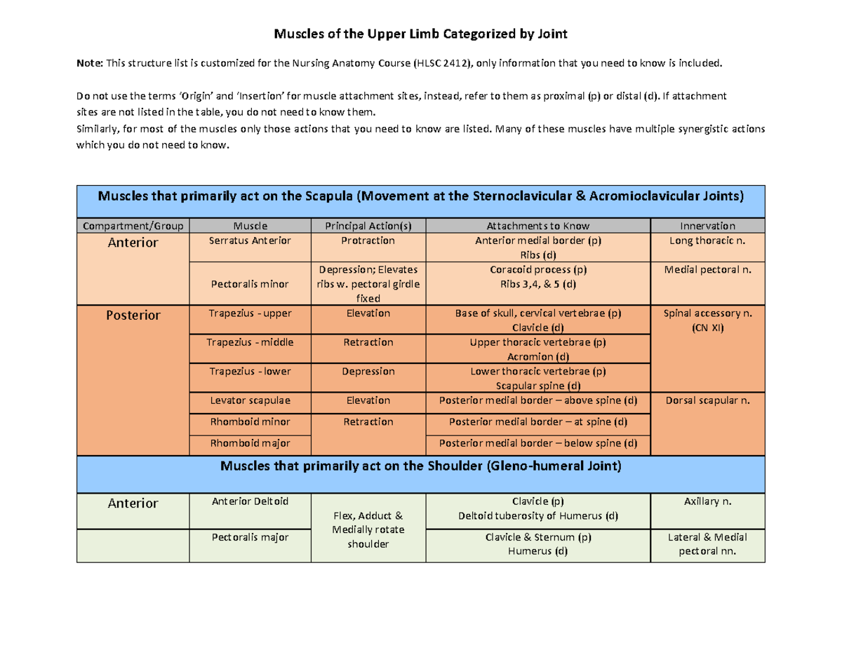 Table of Muscles by location UE - Muscles of the Upper Limb Categorized ...