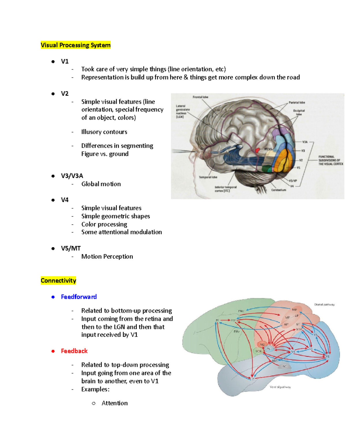 COGS 101A Midterm 2 Review - Visual Processing System V - Took care of ...