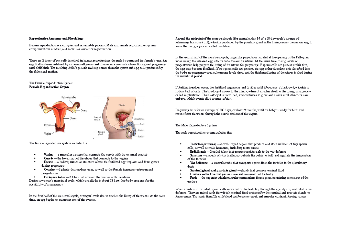 Reproductive Anatomy and Physiology - Male and female reproductive ...
