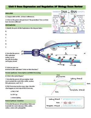 Unit 6 Gene Expression and Regulation AP Bio Exam Review - Unit 6 Gene ...