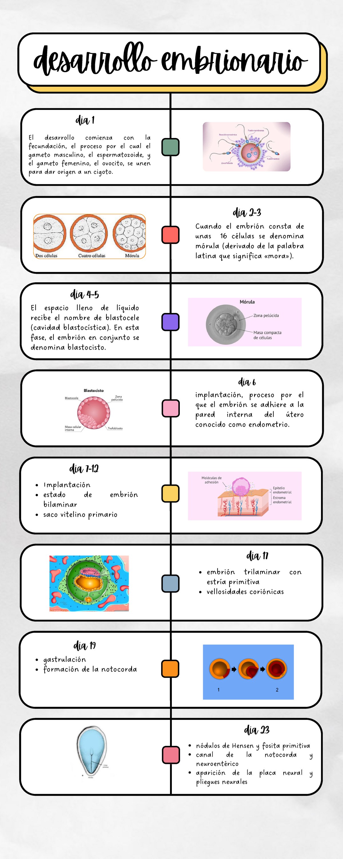 Línea de tiempo embriología - El desarrollo comienza con la fecundación ...