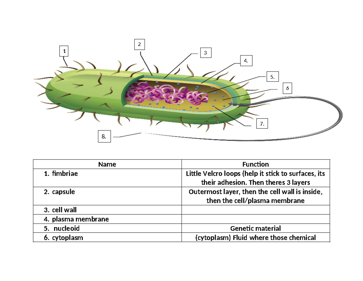 Bacteria Function Sheet - BIOL 101 - Name Function 1. fimbriae Little ...