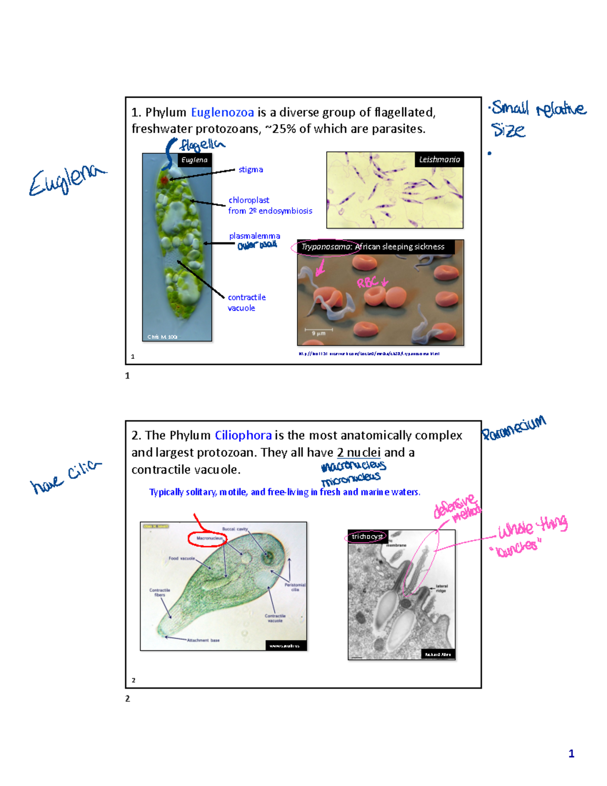 Protozoa Ch5 diversity - 1 Phylum Euglenozoa is a diverse group of flagellated, freshwater - Studocu