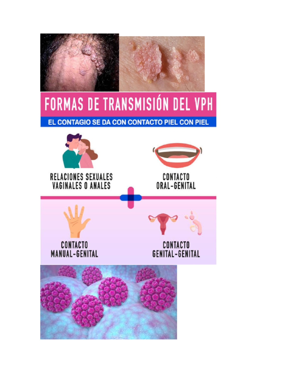 Vph - TODO OK - Ciencias Experimentales - Studocu