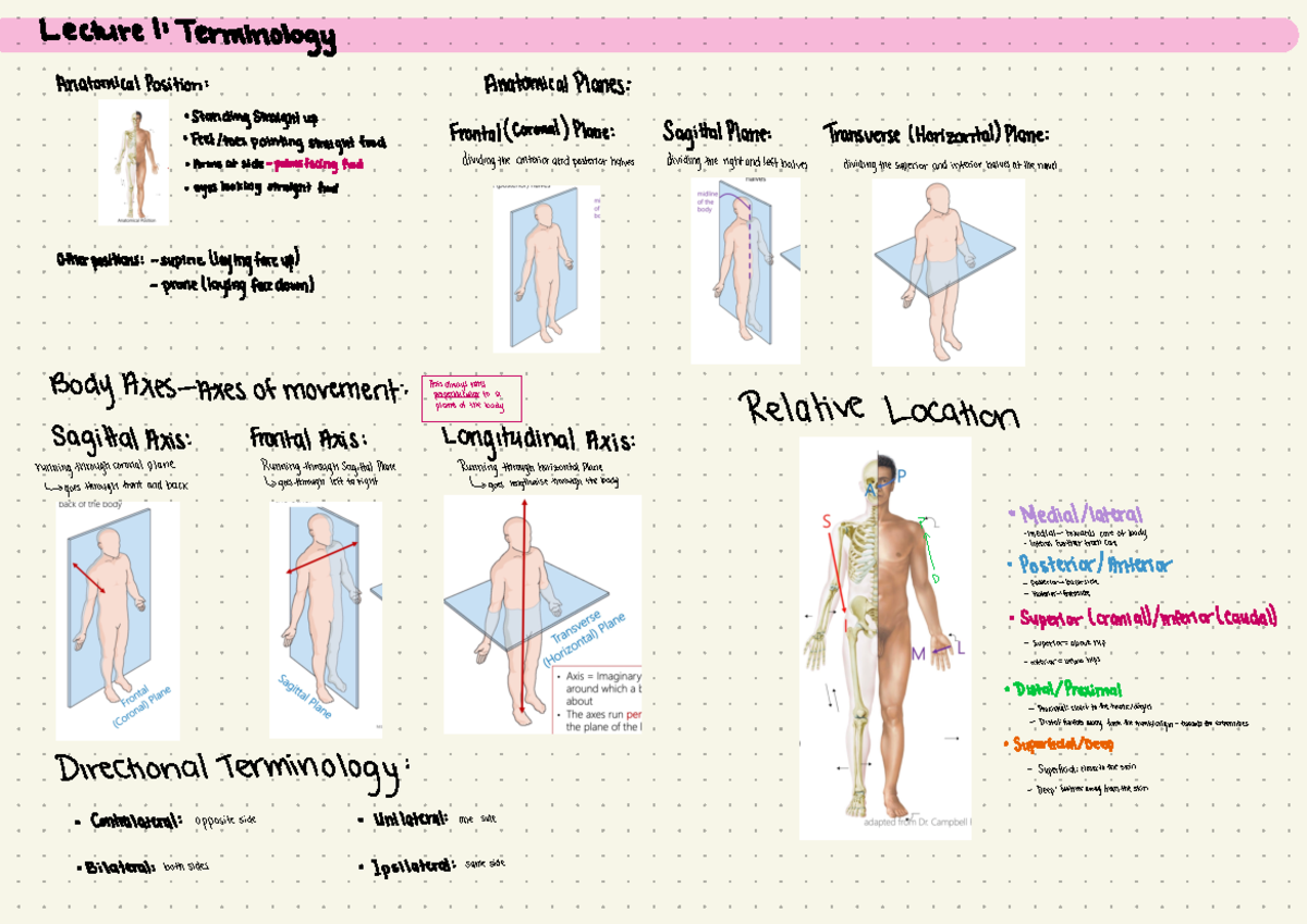 ANAT Resumes - Colour-coded midterm review summaries - Lecture I ...