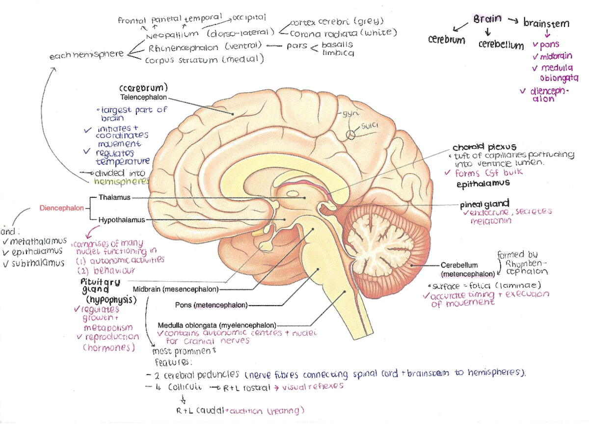 Annotated Brain - DAF 200 - Studocu
