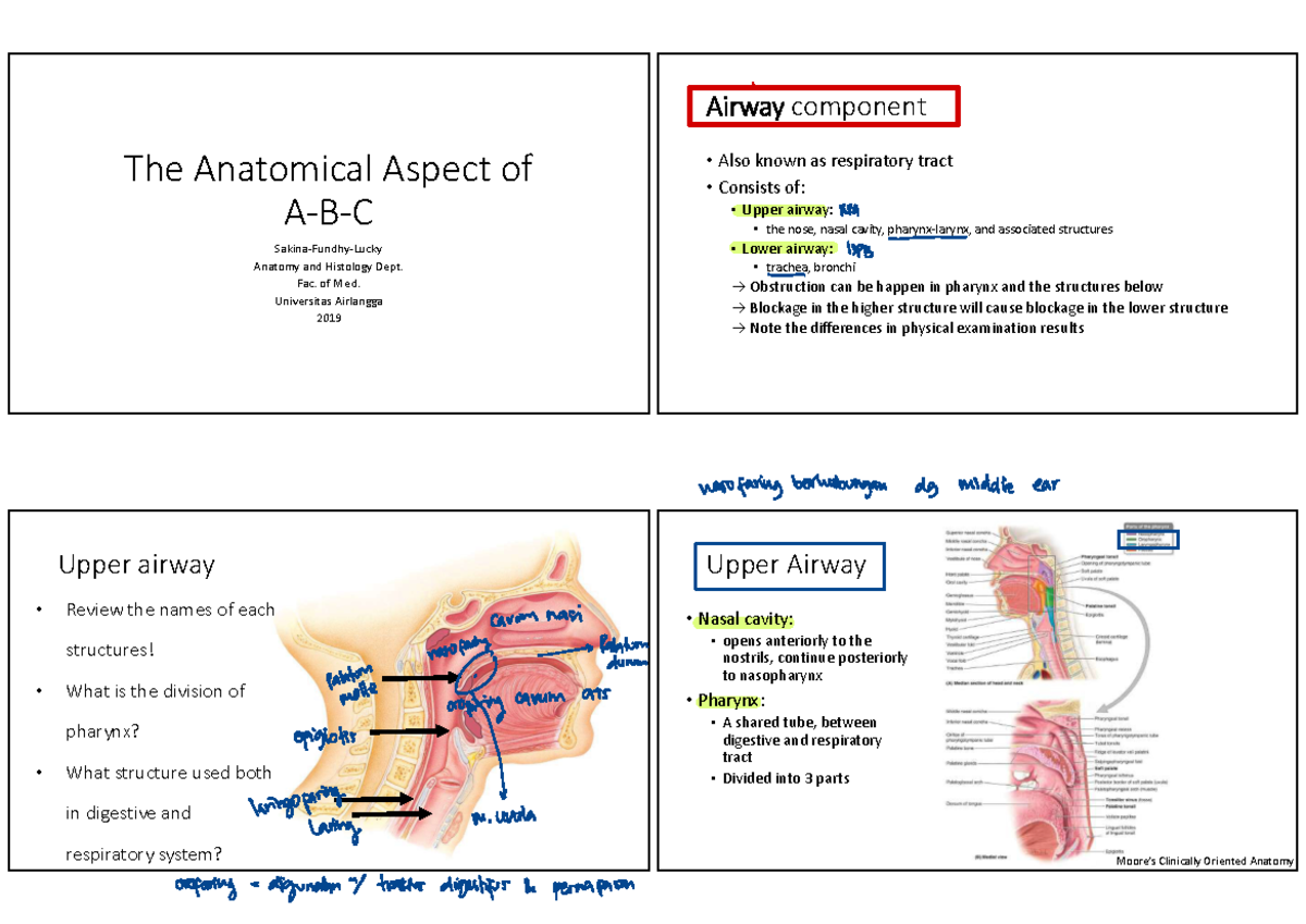 2 - Tugas - The Anatomical Aspect of A-B-C Sakina-Fundhy-Lucky Anatomy ...