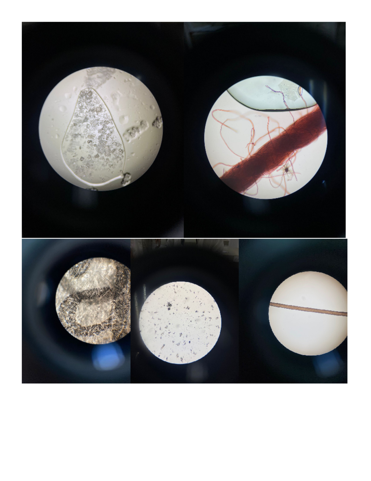 Lab micro - Microbiología - UNAM - Studocu