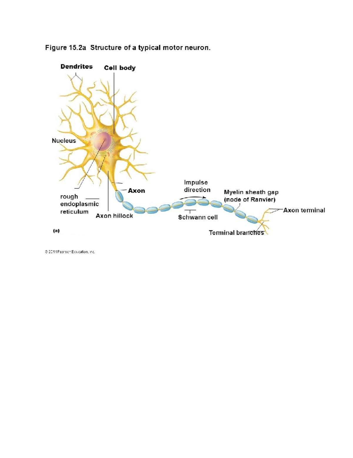 Doc1 - study guide - Figure 15 Structure of a typical motor neuron ...