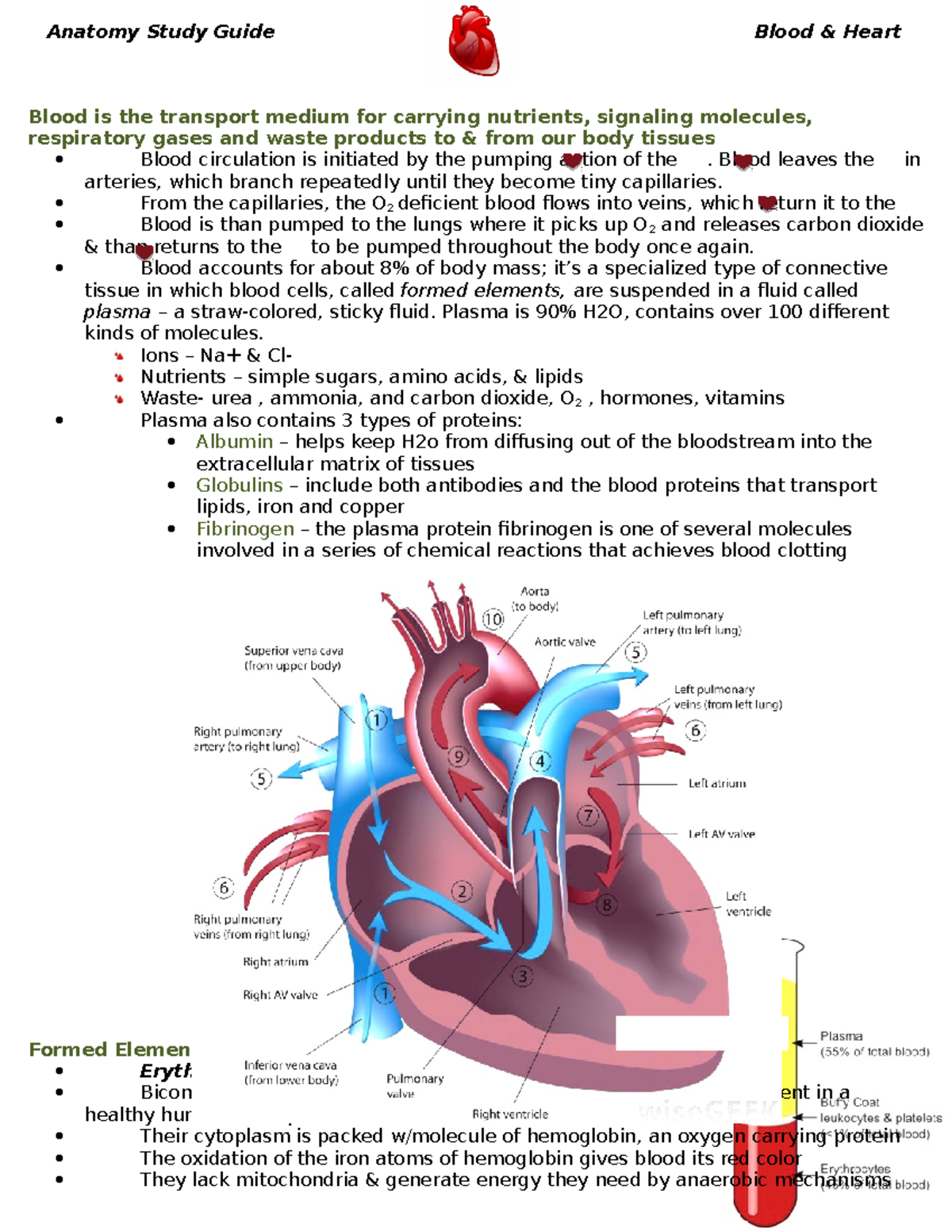 Anatomy sg3 cardio - Anatomy Study Guide Blood & Heart Blood is the ...