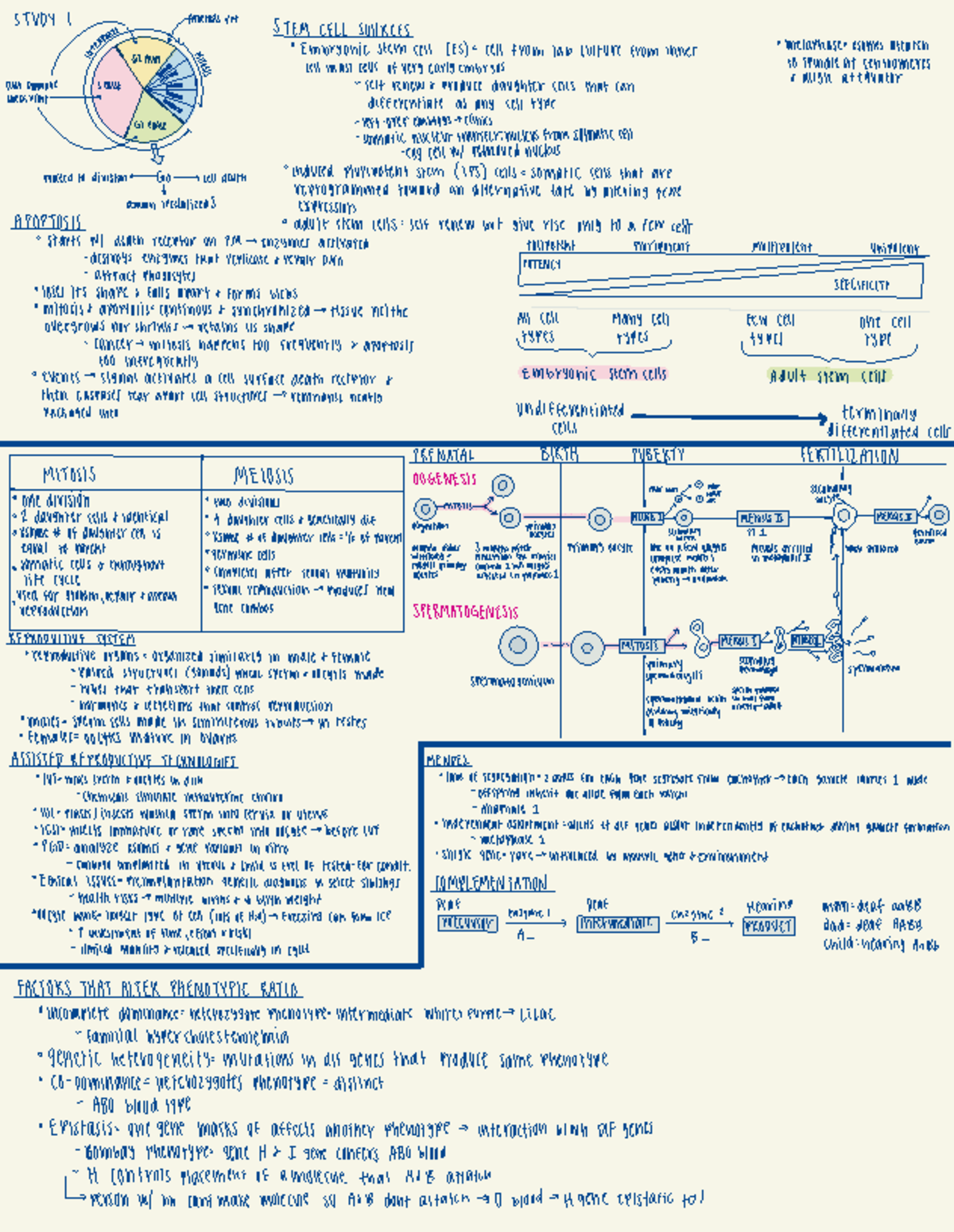 Cheat Sheet - STUDY I S APOPTOSIS VP + STEM · CELL SOURCES Embryonic ...