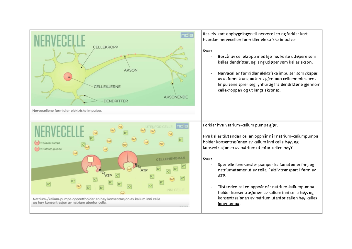Membranpotensialet - Beskriv kort oppbygningen til nervecellen og ...