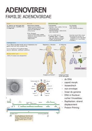 Tabelle Viren Übersicht - Virus Genom Um hüll t Capsi d Rezeptor ...