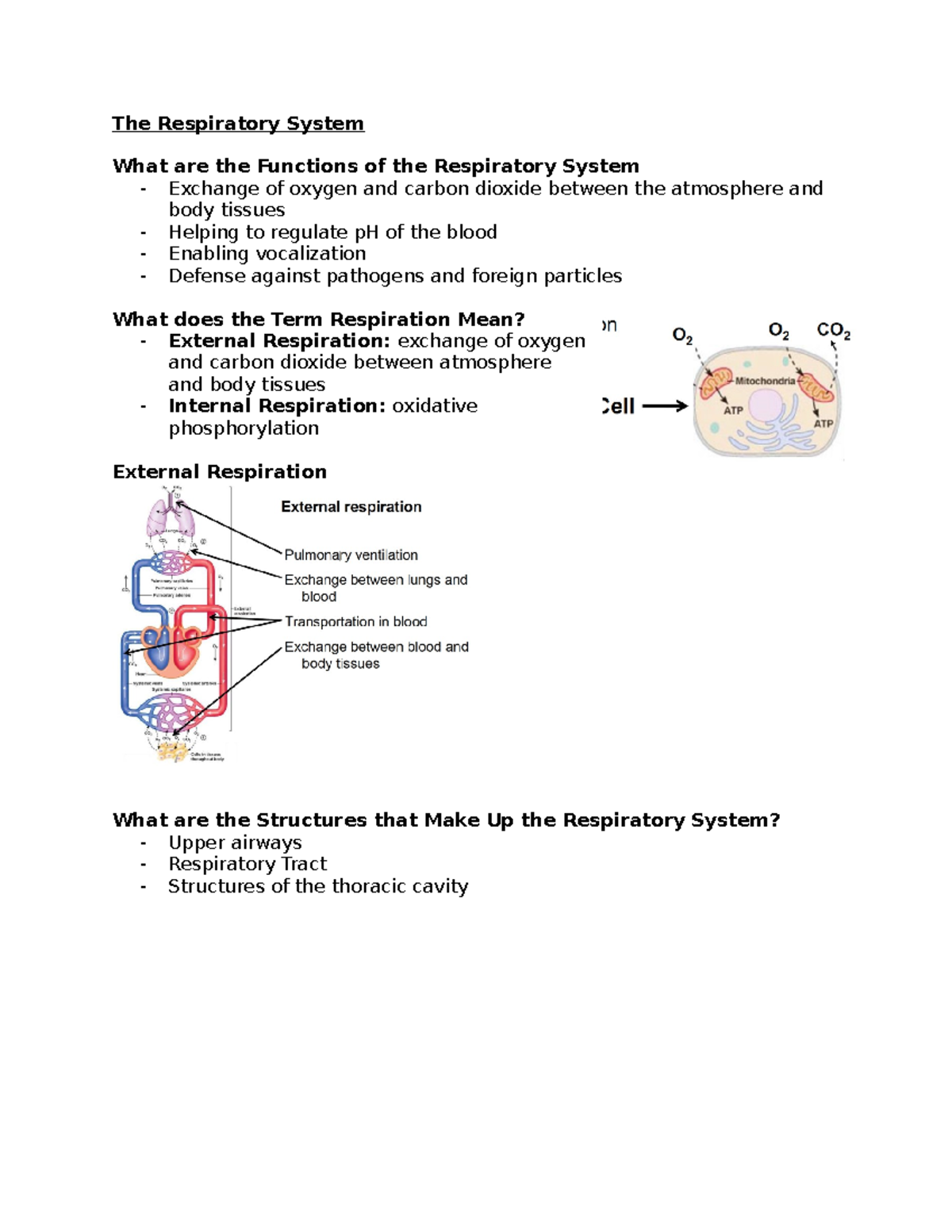 Lecture 35-38 - The Respiratory System - The Respiratory System What ...