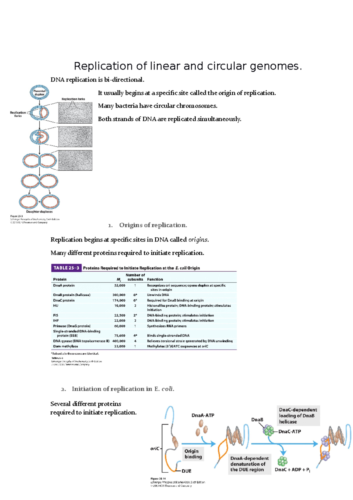 14. Replication of linear and circular genomes. - DNA replication is bi ...