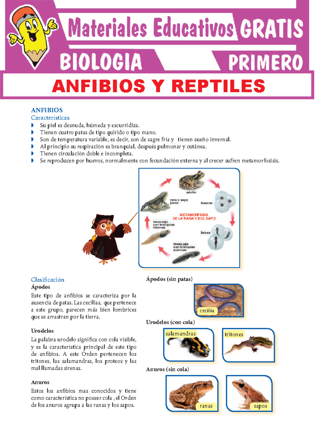 Anfibios y Reptiles para Primero Grado de Secundaria - ANFIBIOS ...
