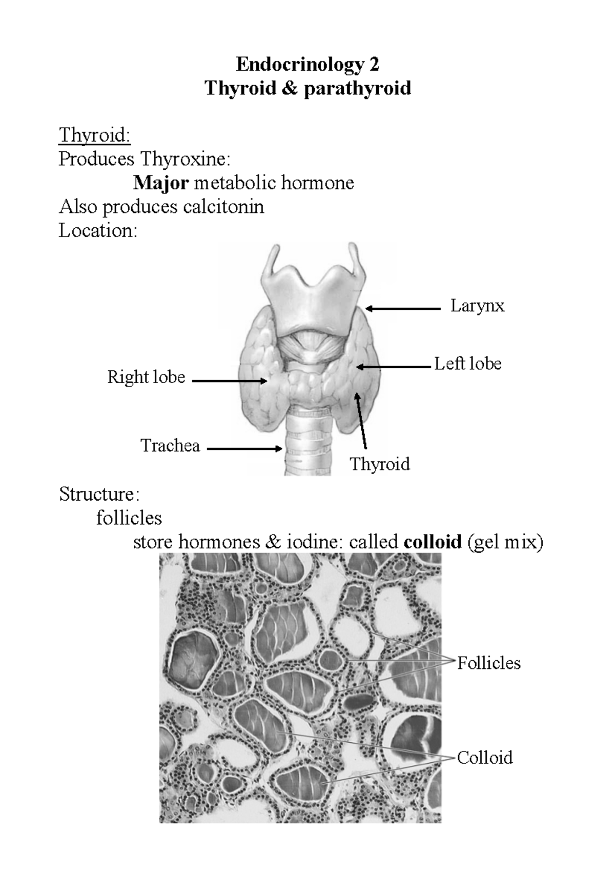 Endocrine system 2 - notes - Endocrinology 2 Thyroid & parathyroid ...