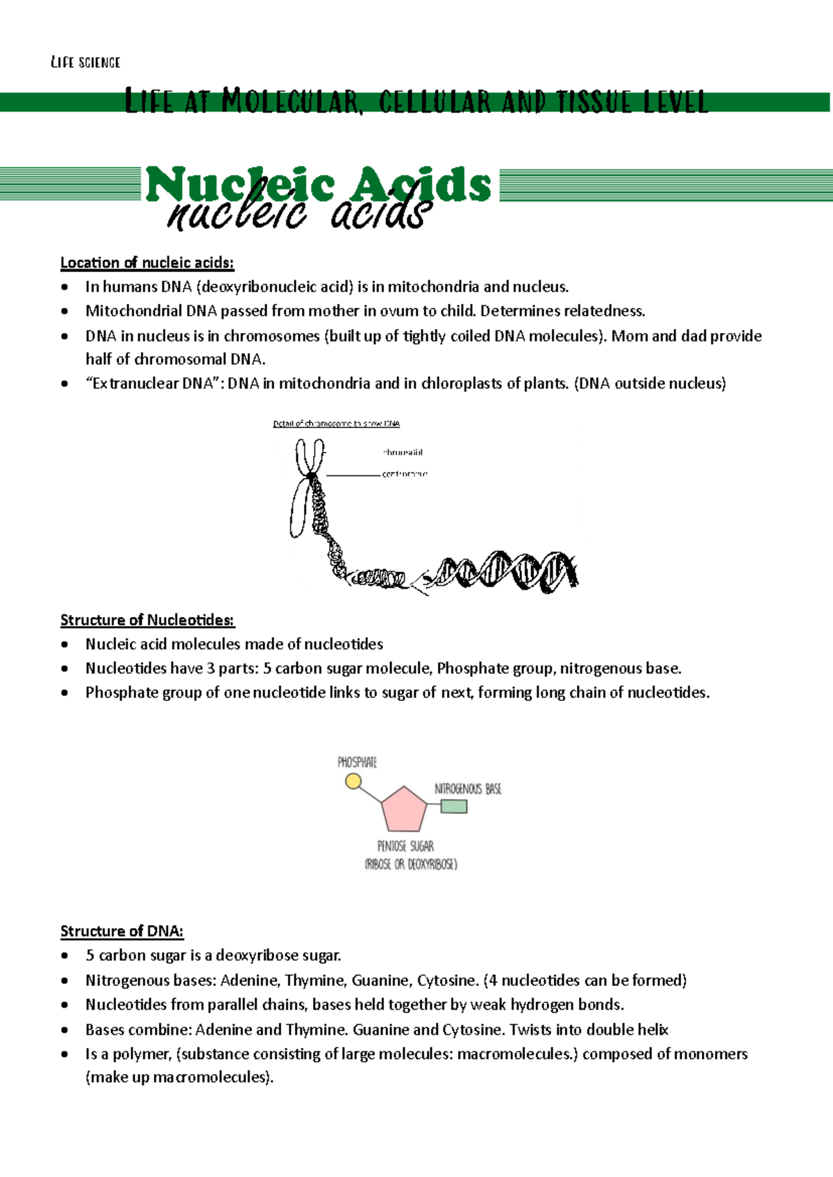 BIO: molecular, cellular, tissue Notes - Life at Molecular, cellular ...