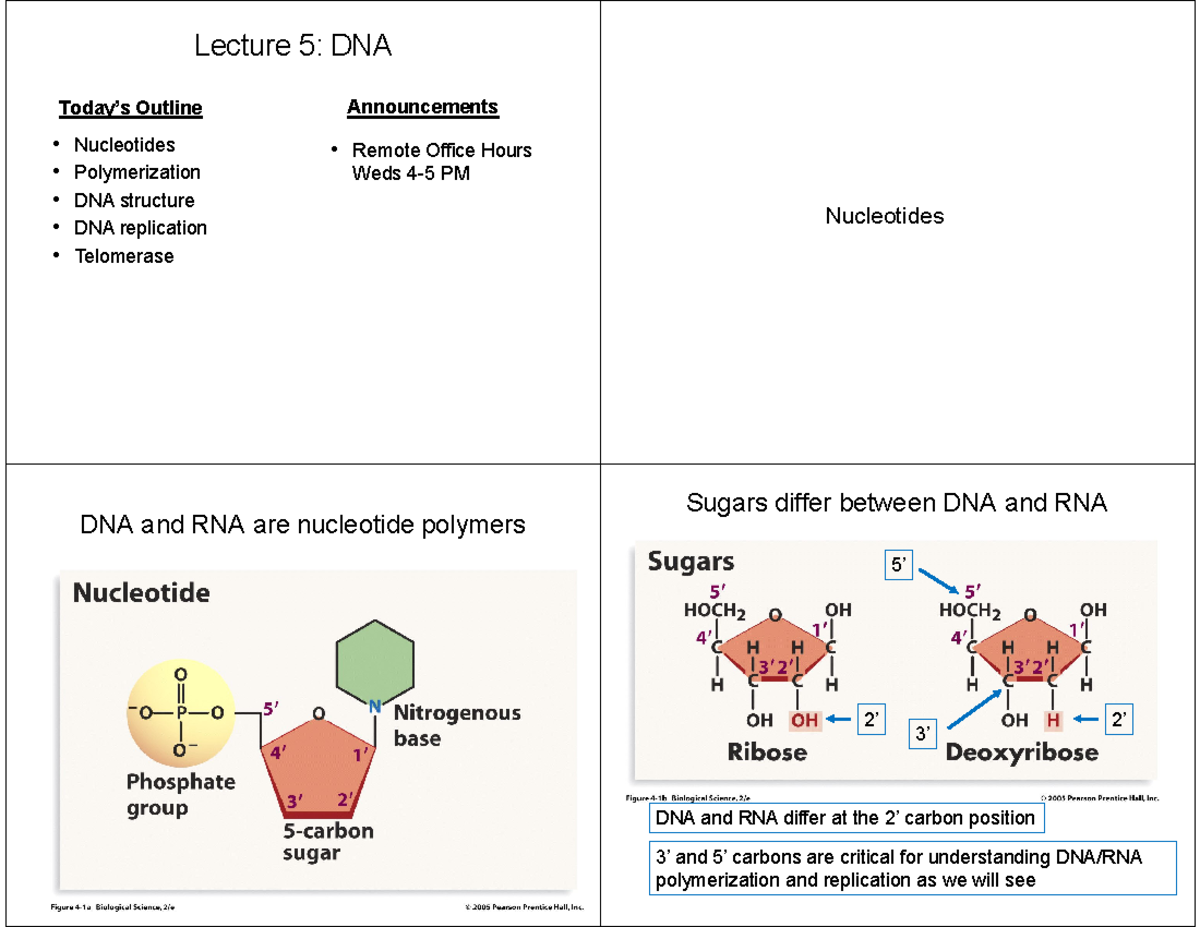 Lecture 5: DNA (Biology 172) - Lecture 5: DNA Today’s Outline ...