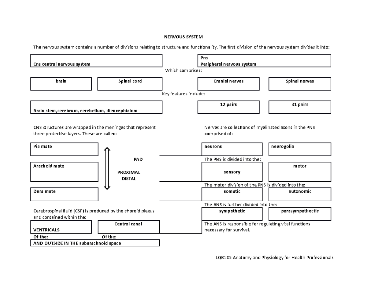 Nervous system workheet - NERVOUS SYSTEM The nervous system contains a ...