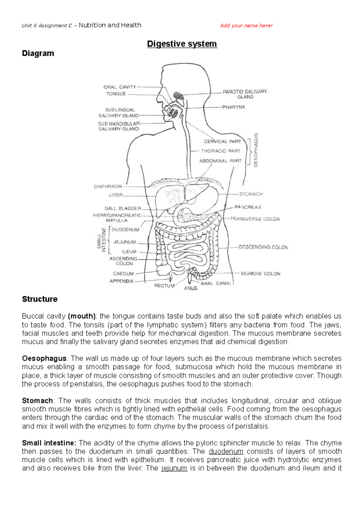 Nutrition and Health - Digestive system Diagram Structure Buccal cavity ...