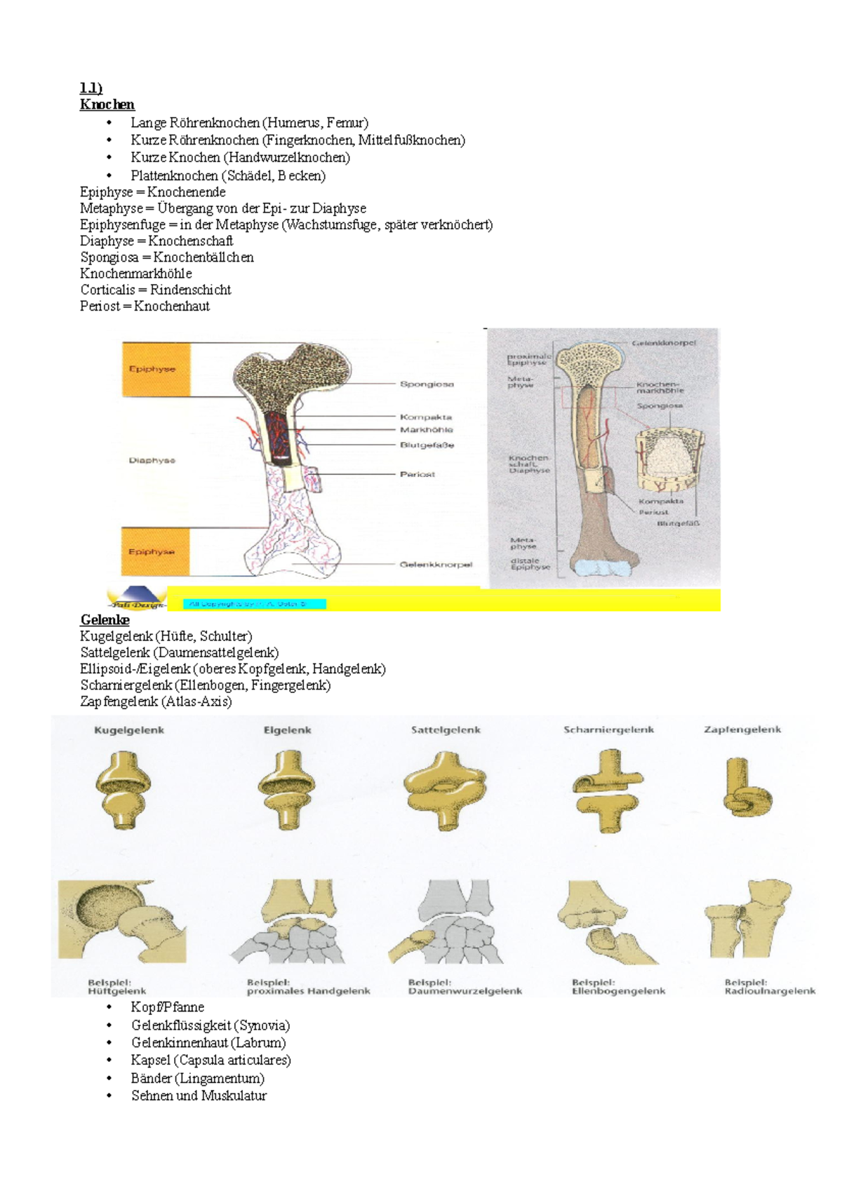 Anatomie - Wintersemester 2016 - 1) Knochen Lange (Humerus, Femur ...