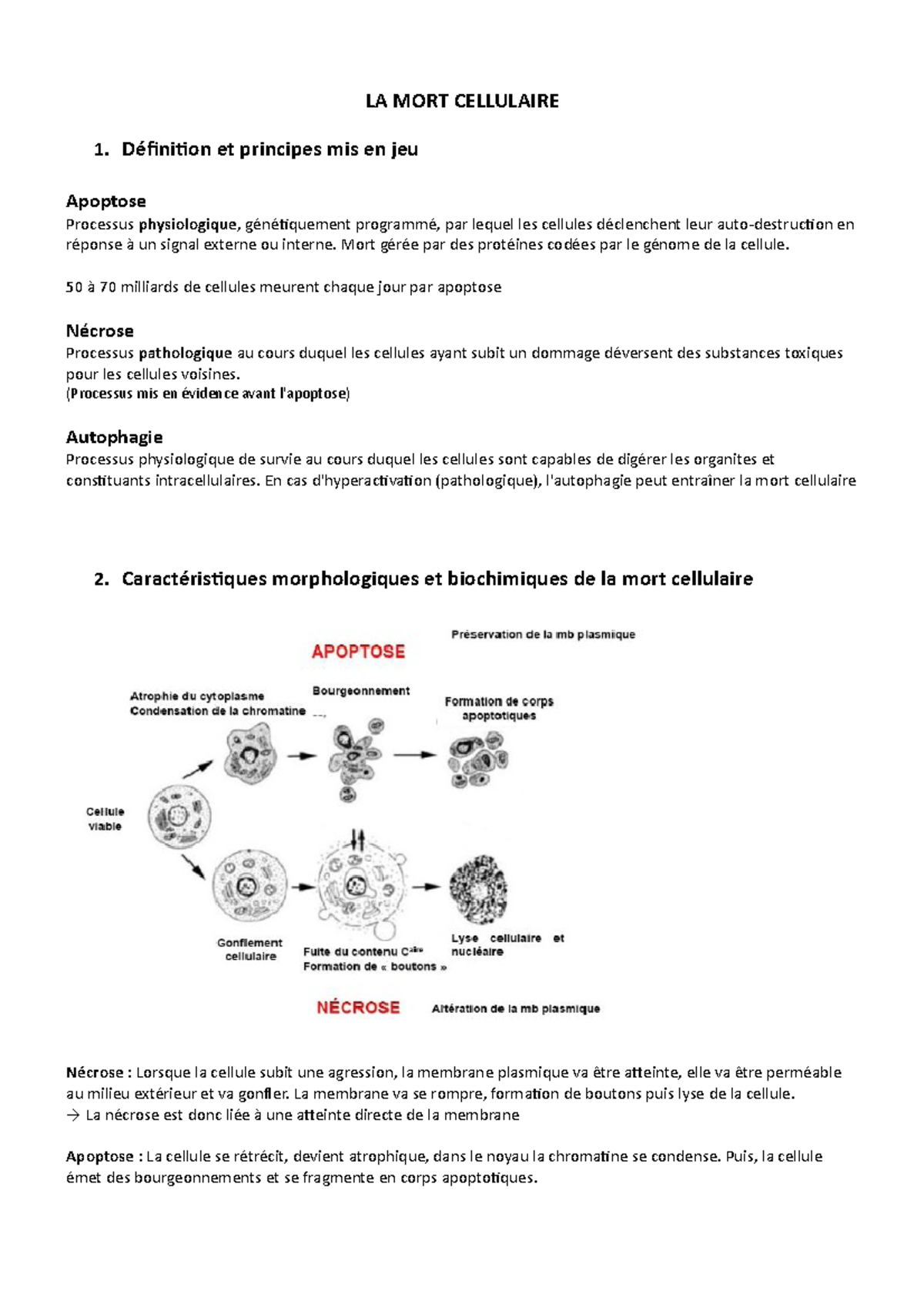 21 - Apoptose - Cours - LA MORT CELLULAIRE 1. Définition et principes ...