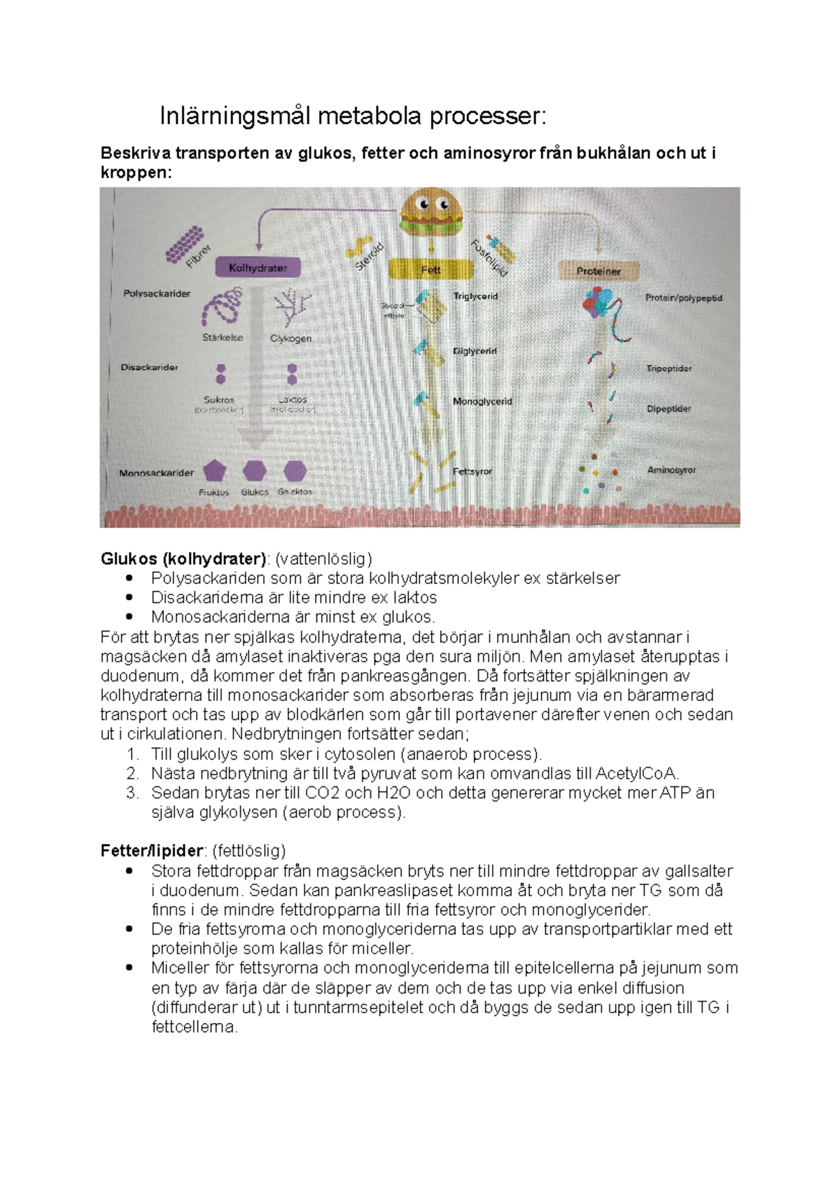 Inlärningsmål metabola processer - Inlärningsmål metabola processer ...