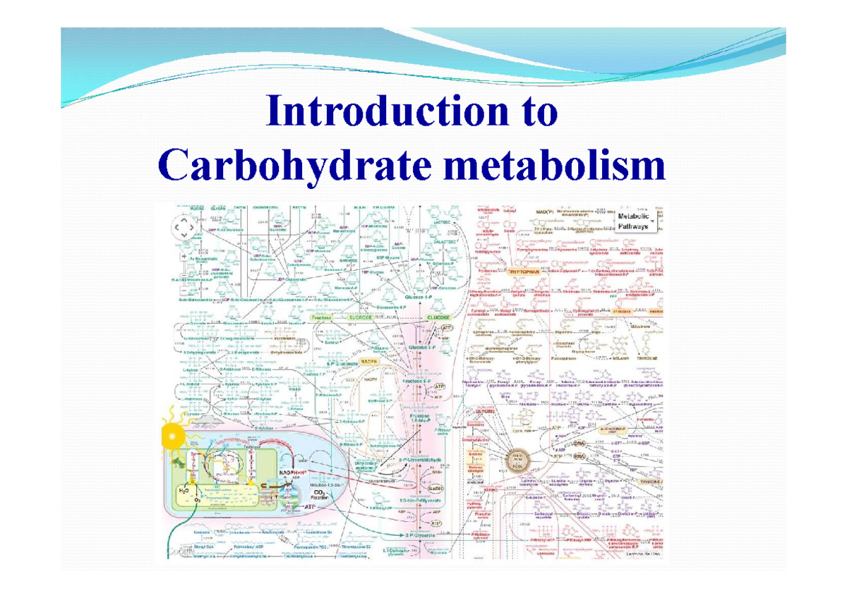 CHO Metabolism - possible - Introduction to Carbohydrate metabolism ...