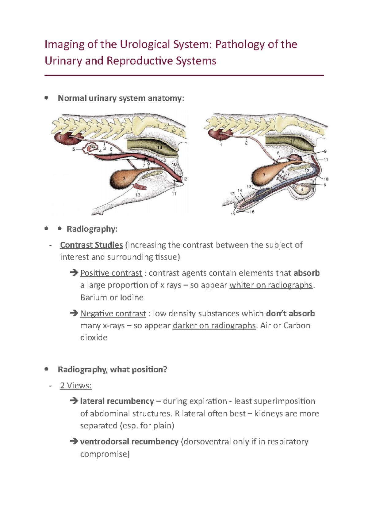Imaging of the Urological System PURS - Imaging of the Urological ...