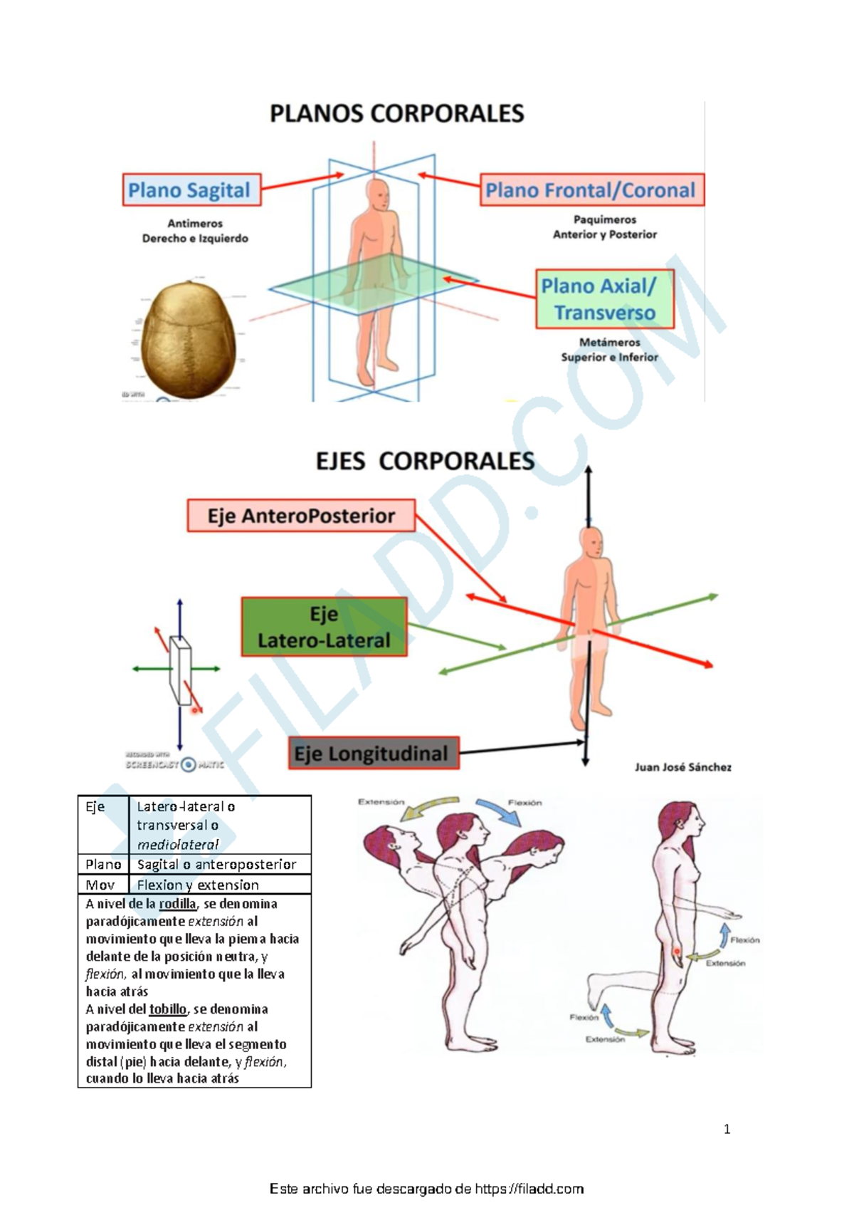Planos Y EJES - Resumen Anatomía Humana - 1 Eje Latero-lateral o ...